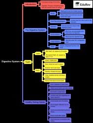 Mindmap: Digestive System - Science for Class 4 PDF Download