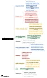 Mind Map: The Circulatory System PDF Download