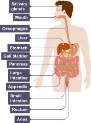 The Digestive System - Year 7 PDF Download