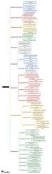 Ratio Analysis Mind Map - UGC NET Commerce Preparation Course PDF Download
