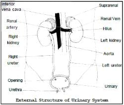 Excretion In Plant and Animals Class 10 Notes Science Free PDF