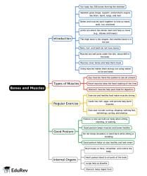 Mind Map: Bones and Muscles - Class 2 PDF Download