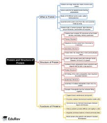Mind Map: Protein and Structure of Protein - MCAT PDF Download