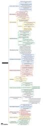 Neuroanatomy – 1 Mind Map - NEET PG Anatomy PDF Download