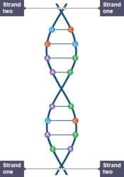 DNA - Year 7 PDF Download