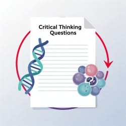 Critical Thinking Questions Structure of Chromosomes, Cell Cycle and Cell