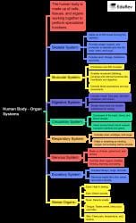 Mind Map: Human Body: Organ Systems - Science for Class 3 PDF Download