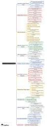 Sliding Filament Theory of Muscle Contraction Mind Map - UGC NET Physical