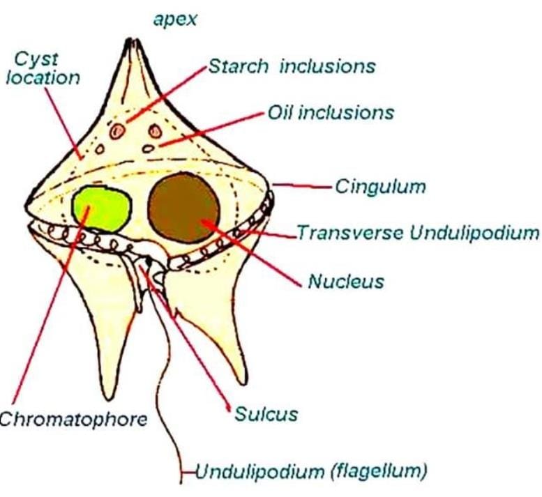 Doc Lorem ipsum - 2D Design PDF Download
