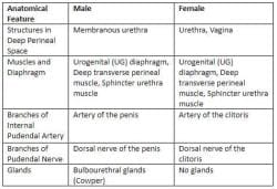 Pelvis and Perineum - 2 Chapter Notes - Anatomy - NEET PG PDF Download