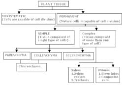 Tissues in Plants and Animals Notes - Class 9 PDF Download