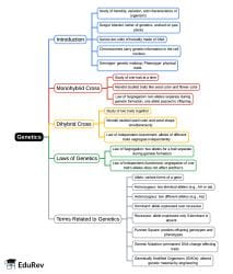 Mind Map: Genetics - BPSC (Bihar) PDF Download