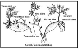 Reproduction in Plant (Part - 7) - Notes, Botany, Class 12 PDF Download