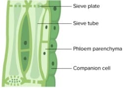 Short and Long Answer Questions Tissues in Action - Science Class 9 New