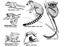 Human Evolution (Part - 1) - Notes, Botany, Class 12 PDF Download