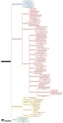 Identification of Bacteria Mind Map - Nursing Exams Microbiology PDF ...