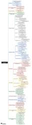 Mind Map: Miscellaneous medical disorders - Gynaecology and Obstetrics ...