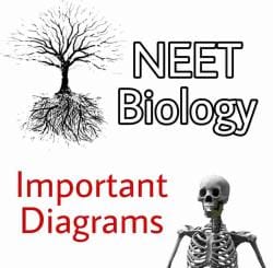 Most Important Diagrams Class 11 Biology (Zoology) for NEET 2026 ...