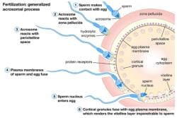 Fertilization - Human Reproduction - Class 12 PDF Download