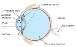 Human eye - Dummy doc - Nidhi - Hobbies PDF Download