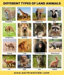 Animals Everywhere Chapter Notes - Eureka Plus Class 5: Book Solutions ...