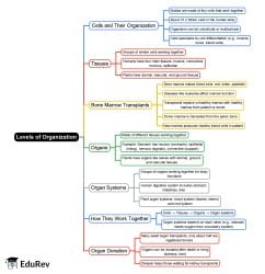 Levels of Organization Mind Map - Grade 6 Science PDF Download