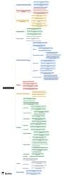 The Nervous System Mind Map - PDF Download