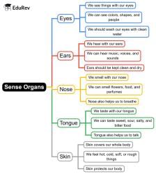 Mind Map: Sense Organ - EVS for Class 1 PDF Download