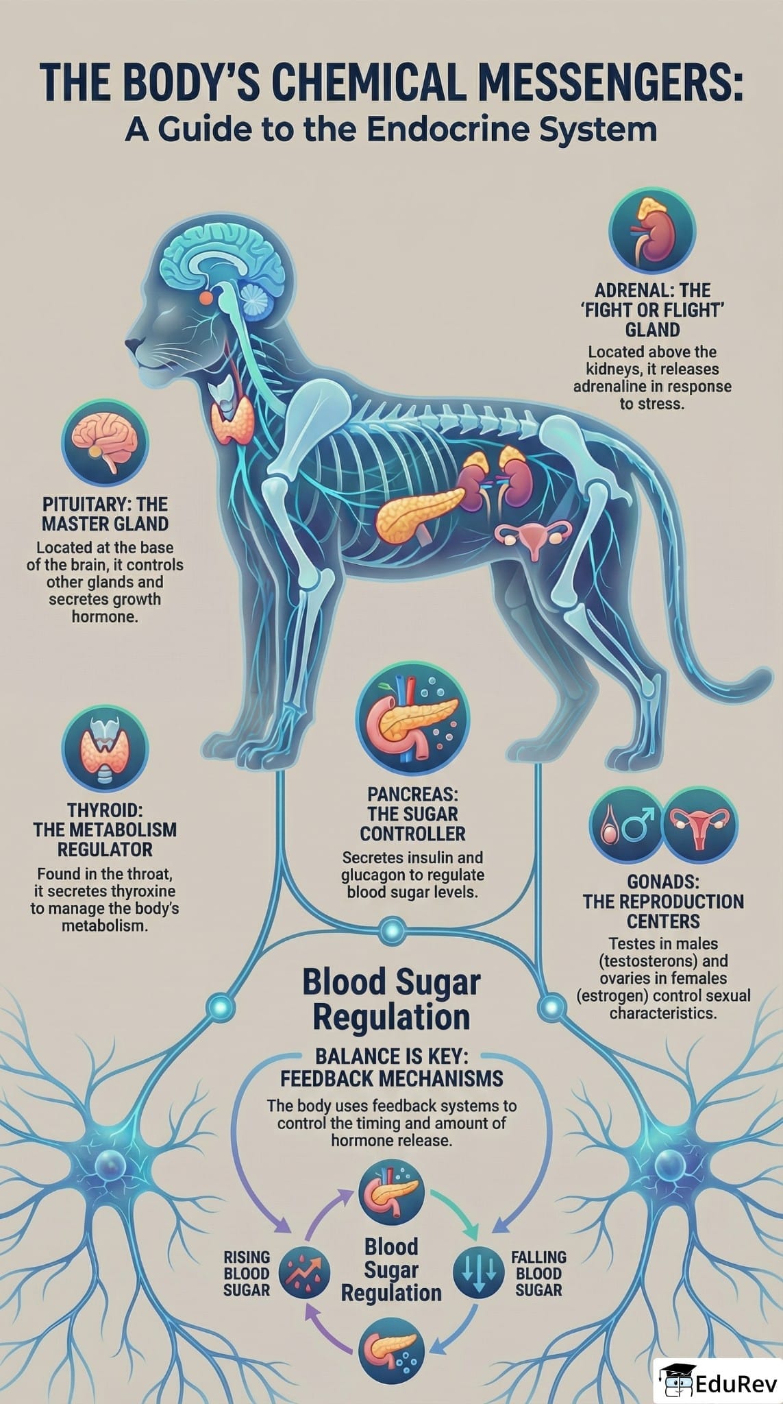 Infographics Control and Coordination - Science Class 10