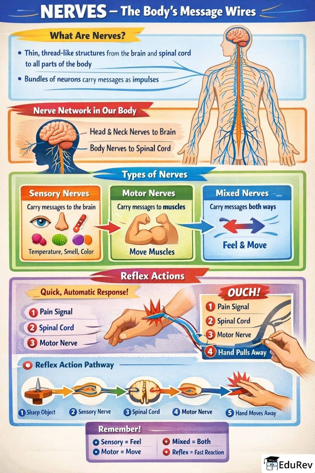 Infographics Nervous System - Science Class 5 PDF Download
