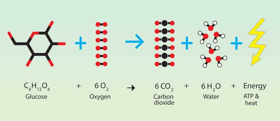 Aerobic And Anaerobic Cellular Respiration Science Amino Cellular