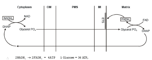 Glycerol Phosphate Shuttle