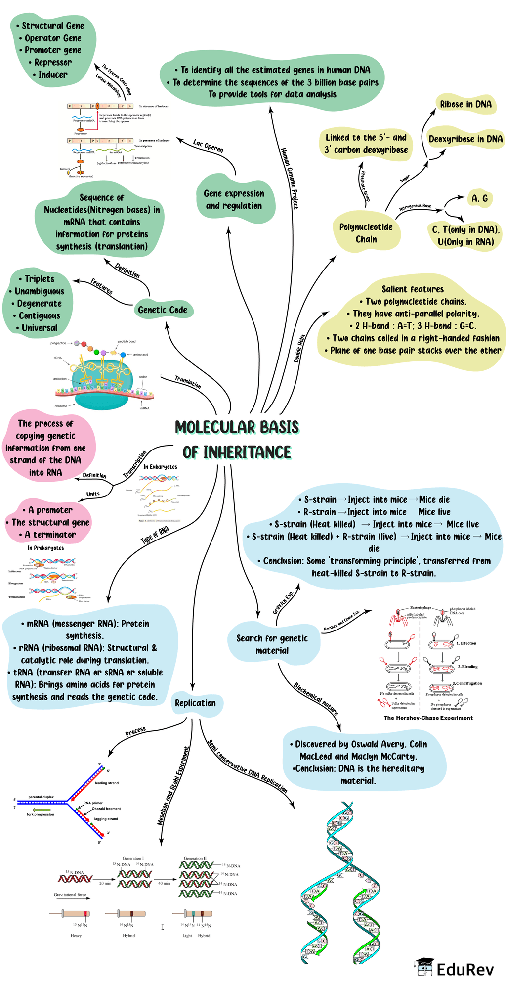 Mind Map: Molecular Basis of Inheritance - NEET PDF Download