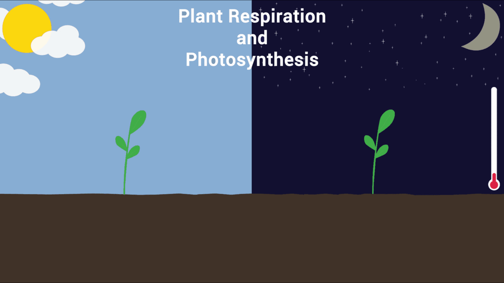 Respiration In Plants Diagram