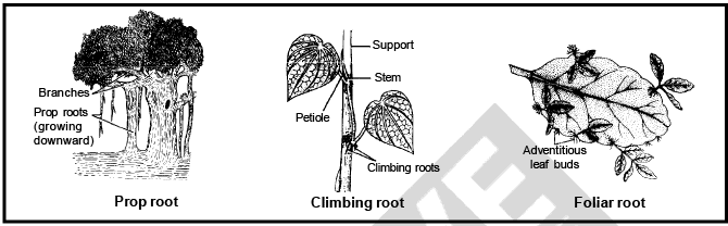 Modification of Root, Stem and Leaf - Morphology of Plants, Class 11 ...