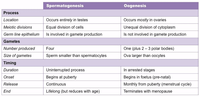 Gametogenesis Spermatogenesis And Oogenesishindi Ncert