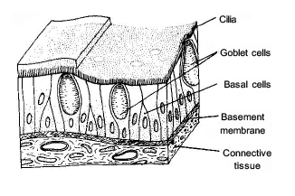 Animal Tissue (Part - 1) - Notes, Zoology, Class 11 PDF Download
