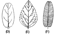 Modification of Root, Stem and Leaf - Morphology of Plants, Class 11 ...