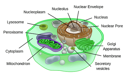 Cell The Basic Unit Of Life With Diagram
