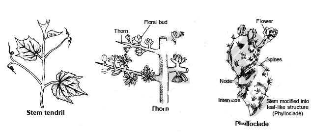Modification of Root, Stem and Leaf - Morphology of Plants, Class 11 ...