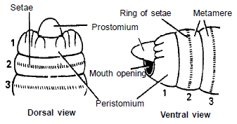 Earthworm Morphology and Anatomy (Old NCERT) - NEET PDF Download