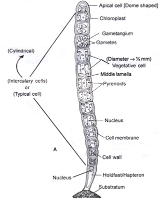 Ulothrix