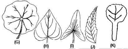 Modification of Root, Stem and Leaf - Morphology of Plants, Class 11 ...