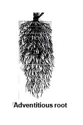 Modification of Root, Stem and Leaf - Morphology of Plants, Class 11 ...