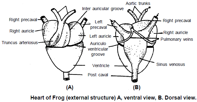 Arterial System And Venous System Of Frog Notes Videos