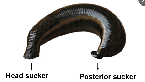 Structure Of Leech With Diagram Hindi Worms Zoology