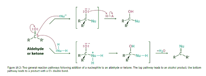 Nucleophilic Addition Reactions of Aldehydes and Ketones - Chemistry ...