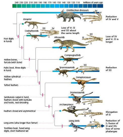 Aves: Origin of Birds - Zoology Optional Notes for UPSC PDF Download