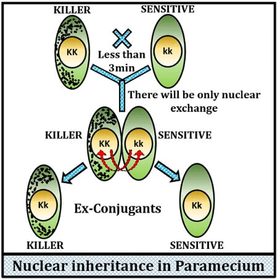 Cytoplasmic Inheritance and Genes - Botany Optional for UPSC PDF Download