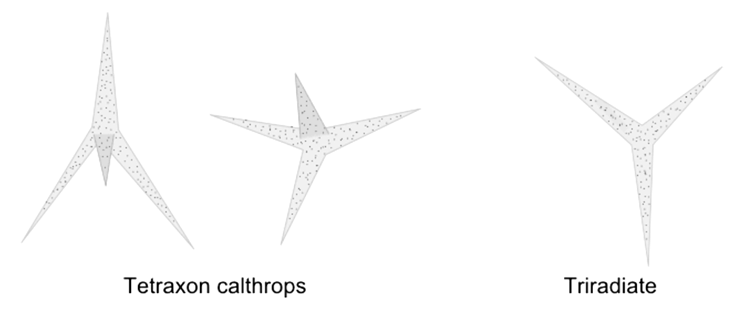 Porifera: Skeleton - Zoology Optional Notes for UPSC PDF Download